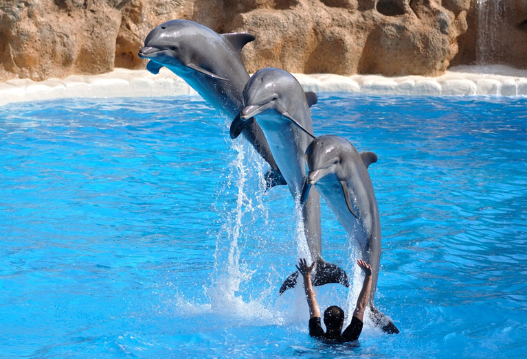 Delightful Dolphin Shows - Egypt’s Aquatic Marvels